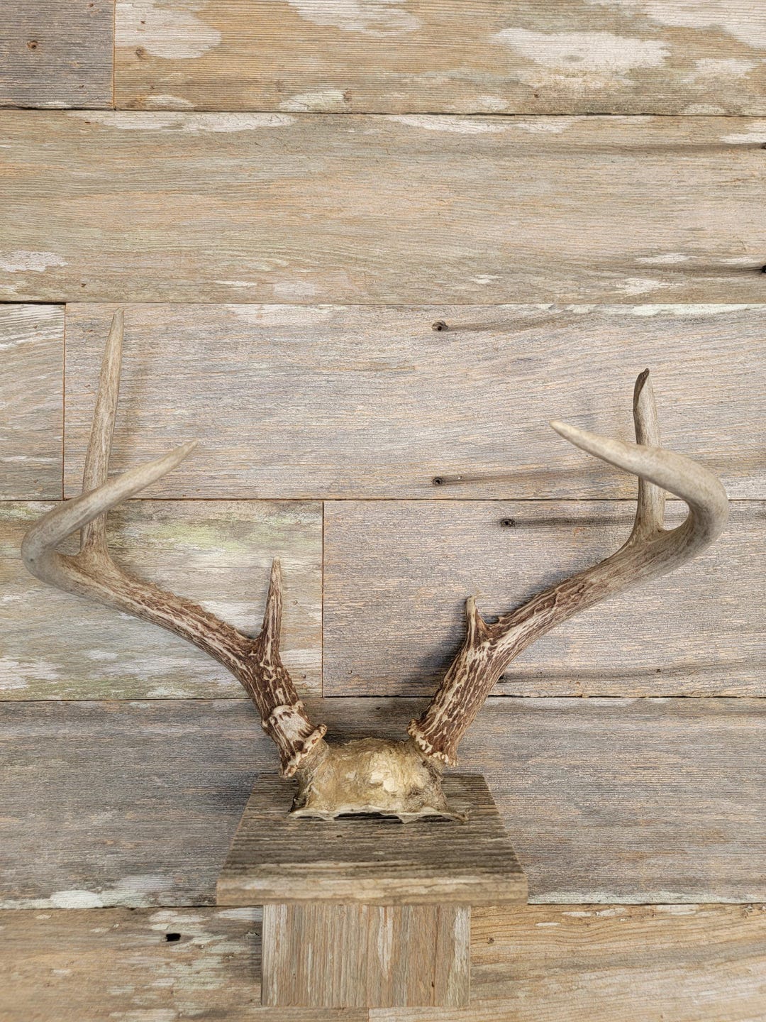 6 Point Whitetail Deer Skull Cap Mount. AUTHENTIC RUSTIC Antlers ...