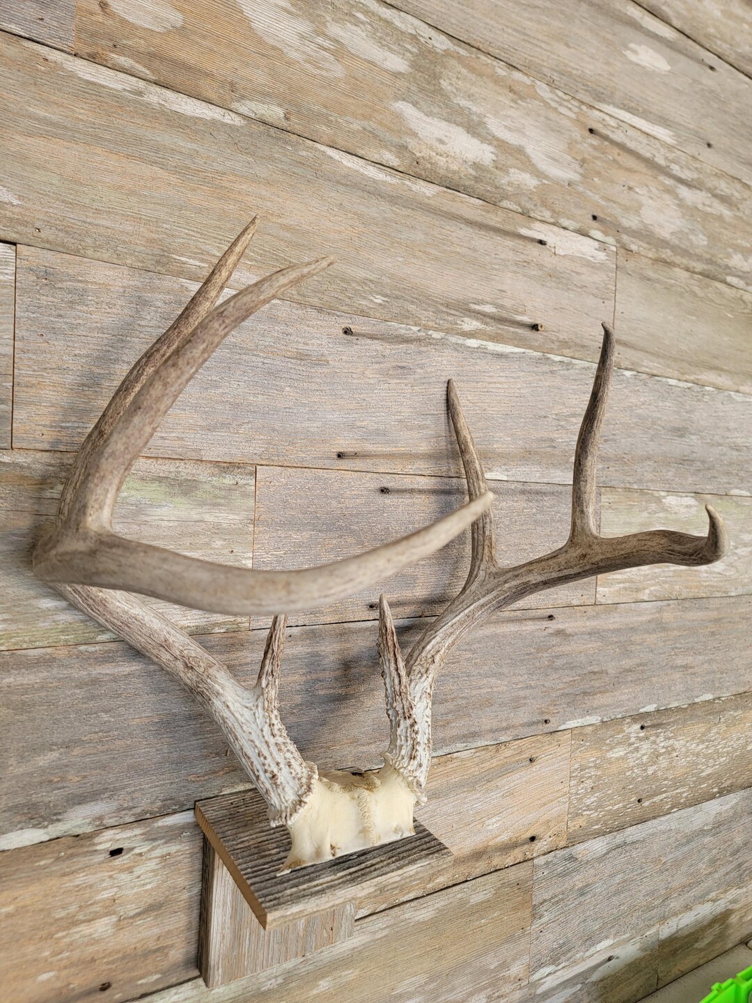 THICK 8 Point Whitetail Deer Skull Cap Mount. AUTHENTIC RUSTIC Antlers ...