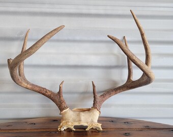 8 Point Whitetail Deer Skull Cap Mount. AUTHENTIC RUSTIC Antlers ...