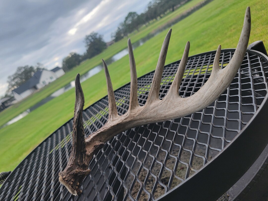 Wow MASSIVE 64. 9 Scorable Points, Whitetail Antler Shed, Unique and ...