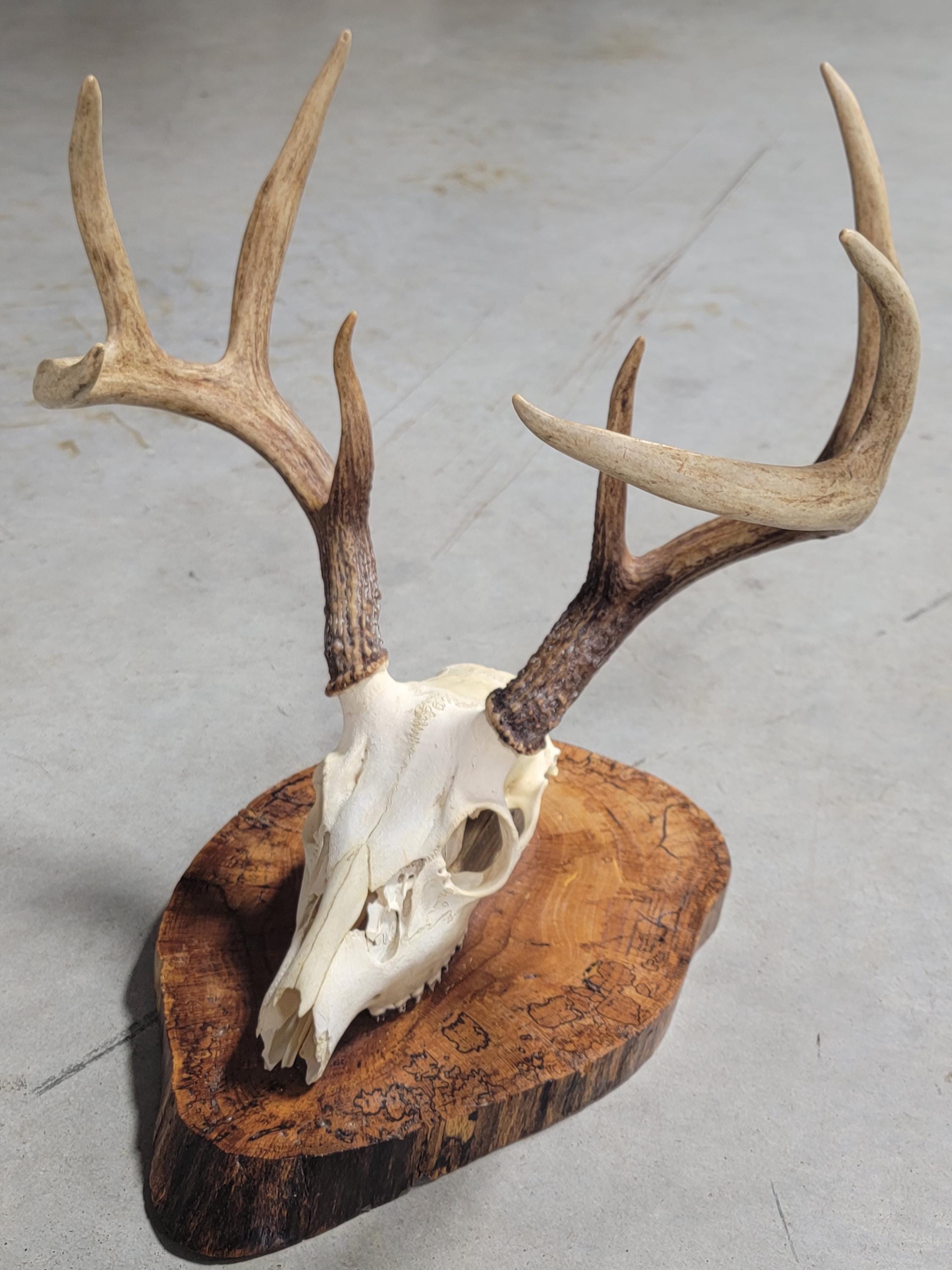 BEAUTIFUL Table Top Whitetail Deer European Mount. 8pt Buck. REAL ...