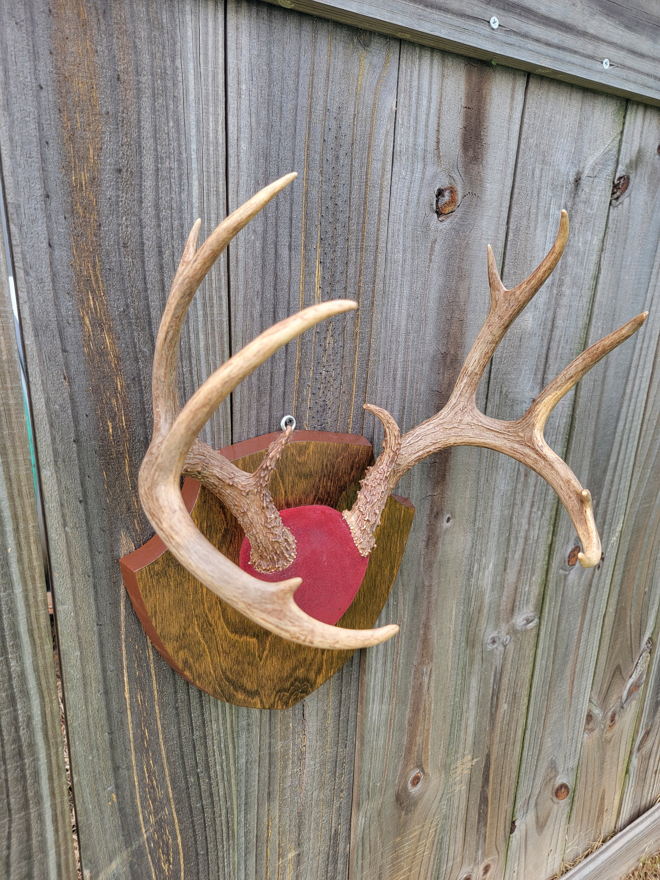 Vintage Whitetail Deer 12 Point Antler Mount on a Two-tone Plaque ...