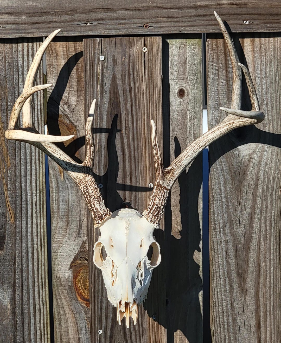 Whitetail Deer European Mount. Gorgeous 8pt Buck. REAL Antlers & Skull ...