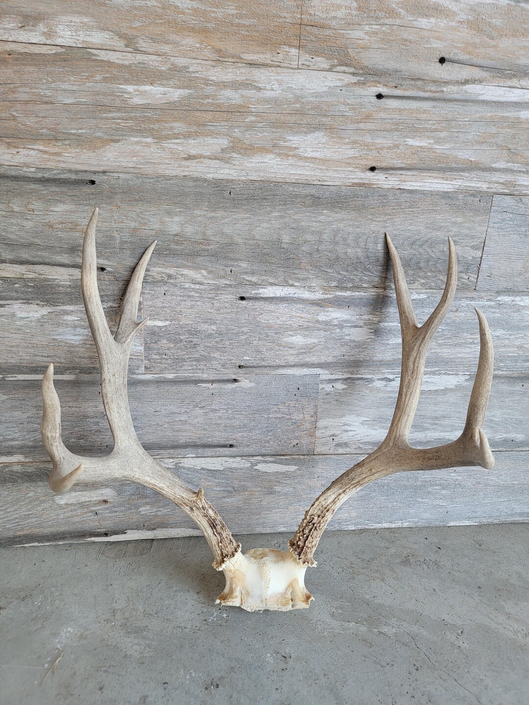 Handsome 6X4 Mule Deer Skull Cap Mount. AUTHENTIC RUSTIC Antlers Taxidermy Home Decoration Wall ...