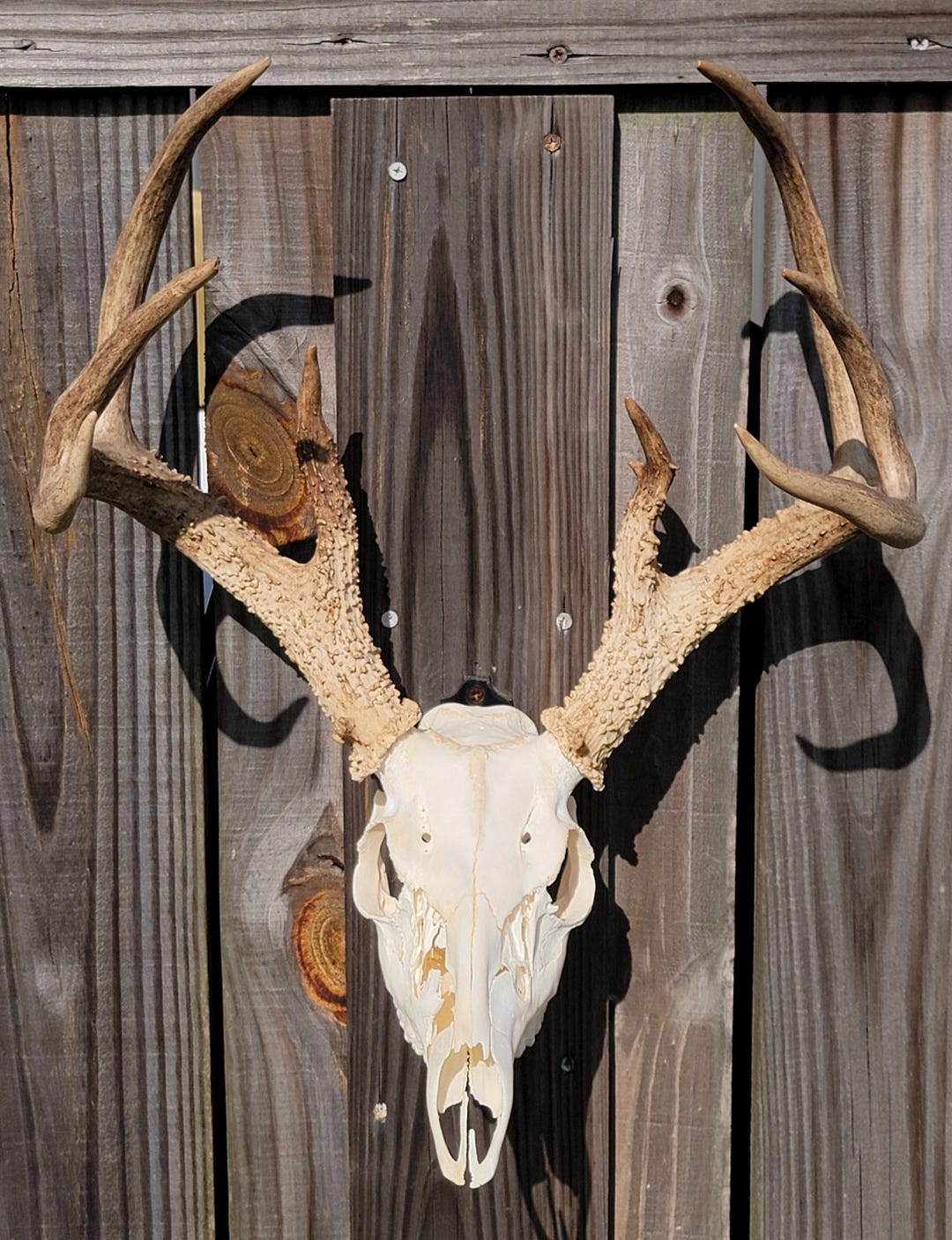 Gnarly 8pt Whitetail Deer European Mount. Buck. REAL, Thick Antlers ...