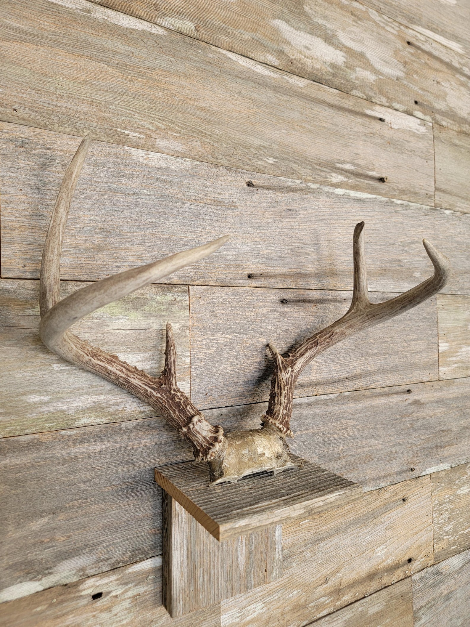 6 Point Whitetail Deer Skull Cap Mount. AUTHENTIC RUSTIC Antlers ...