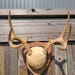 VINTAGE 8 Point Whitetail Antler Mount on Plaque - Etsy