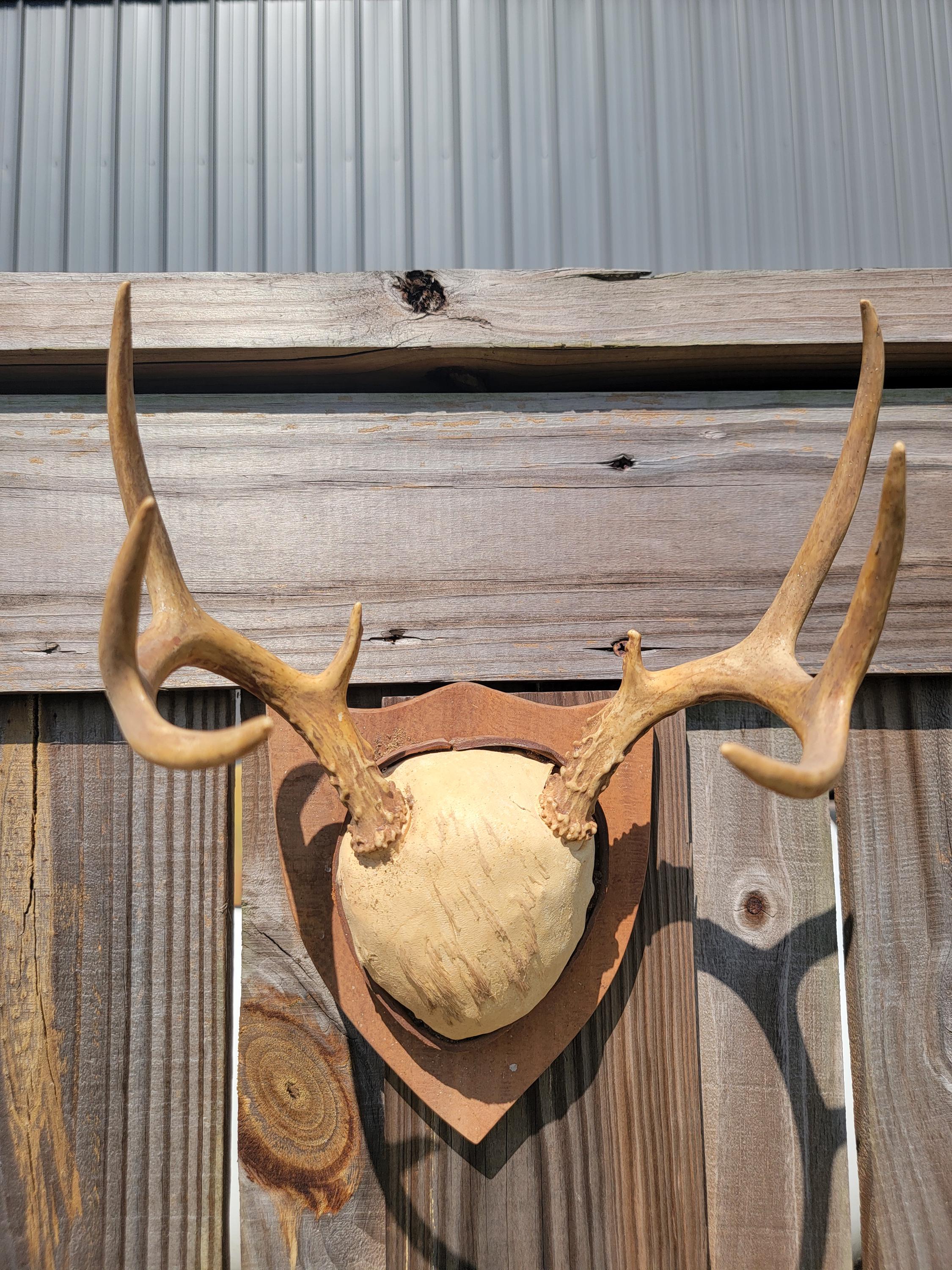 VINTAGE 8 Point Whitetail Antler Mount on Plaque - Etsy