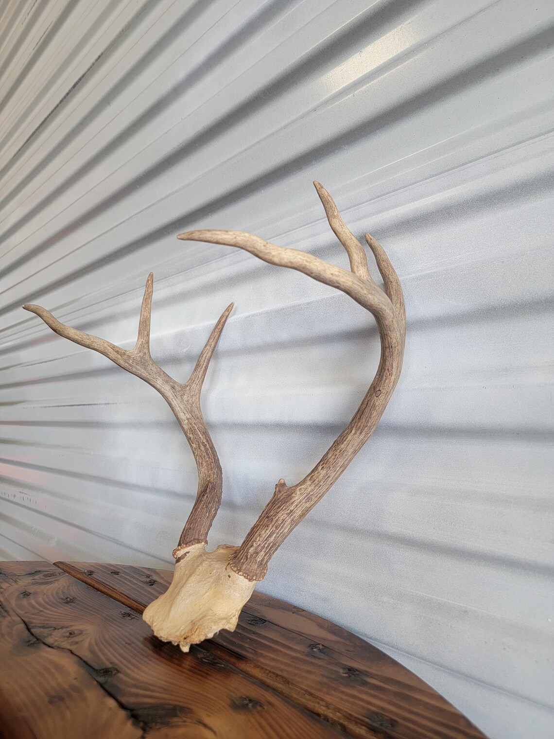 TALL 6 Point Whitetail Deer Skull Cap Mount. AUTHENTIC RUSTIC Antlers ...