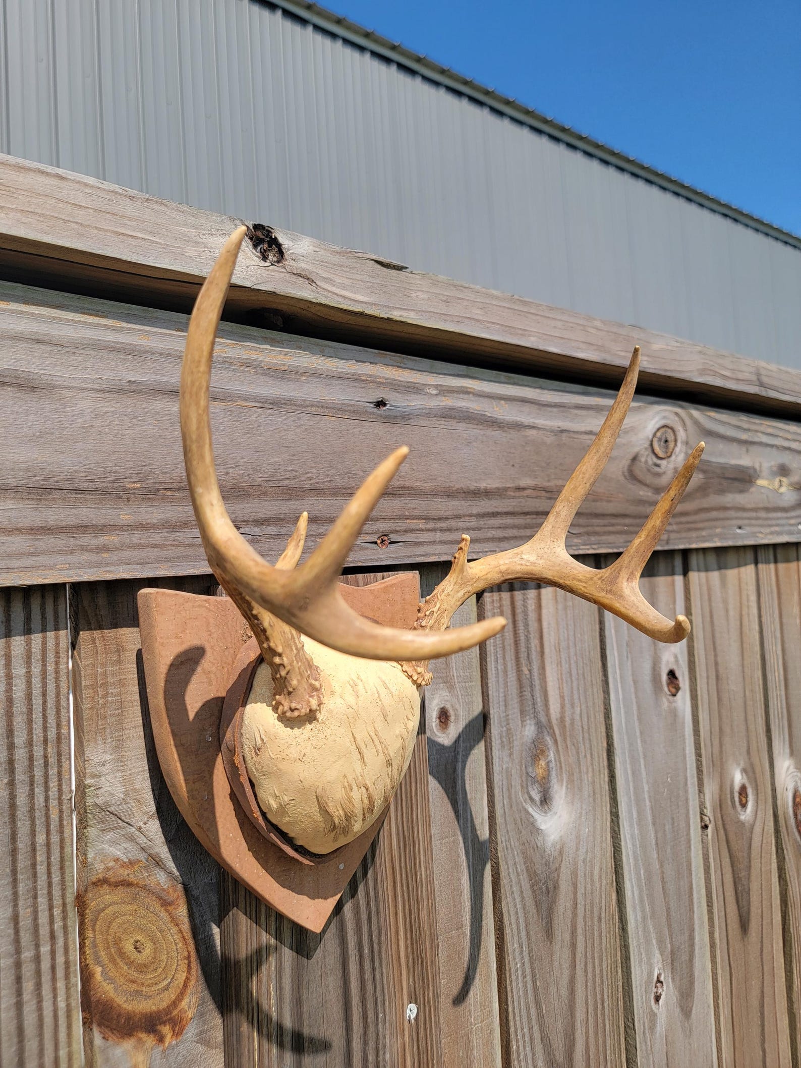 VINTAGE 8 Point Whitetail Antler Mount on Plaque - Etsy