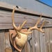 VINTAGE 8 Point Whitetail Antler Mount on Plaque - Etsy