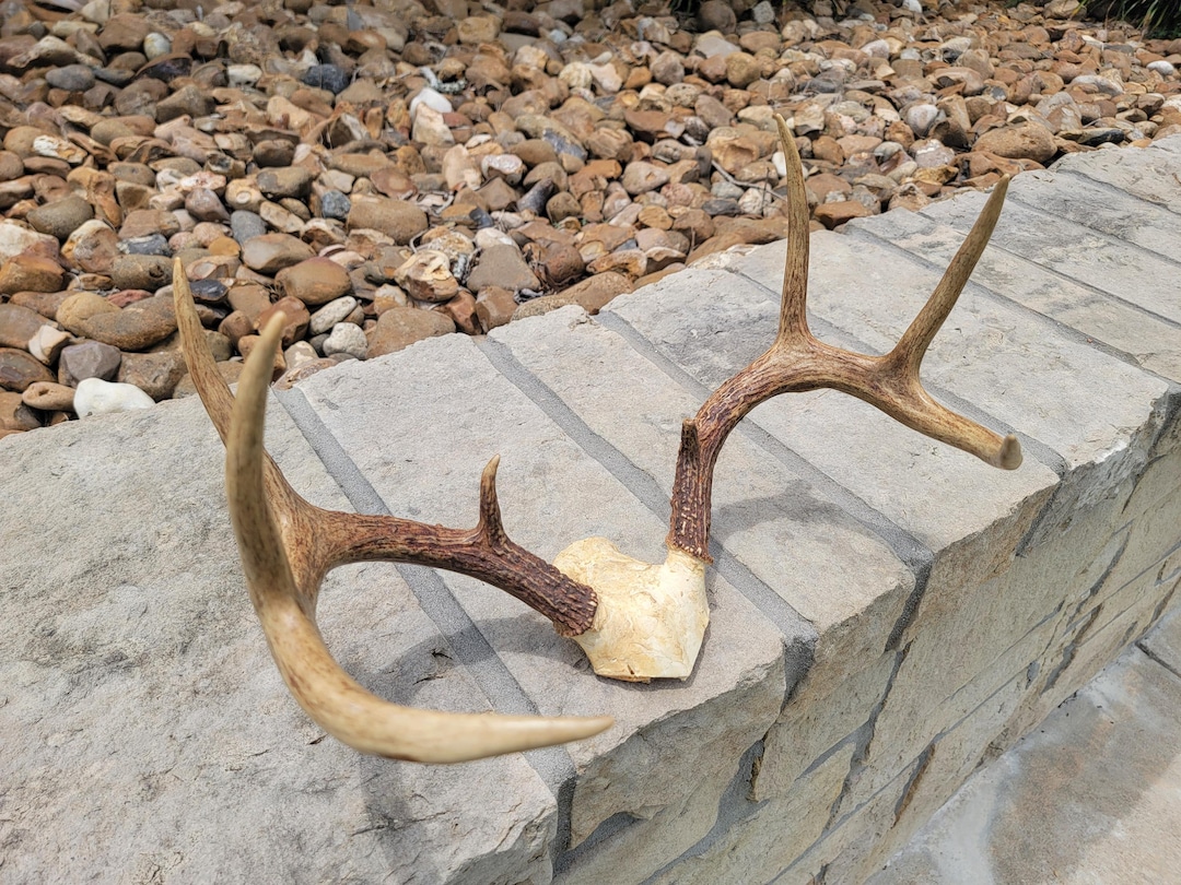 8 Point Whitetail Deer Skull Cap Mount. AUTHENTIC RUSTIC Antlers ...
