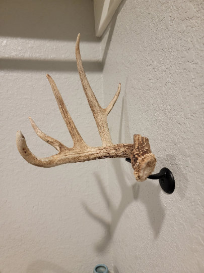 Whitetail Deer Antler Towel Rack . Custom Unique Gorgeous TAXIDERMY ...