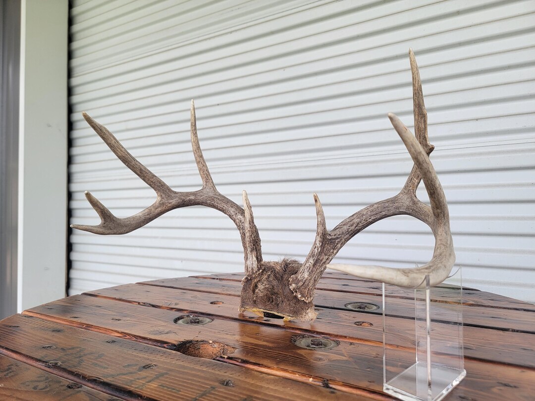 Gorgeous 9 Point TEXAS Whitetail Deer Skull Cap Mount. AUTHENTIC RUSTIC ...