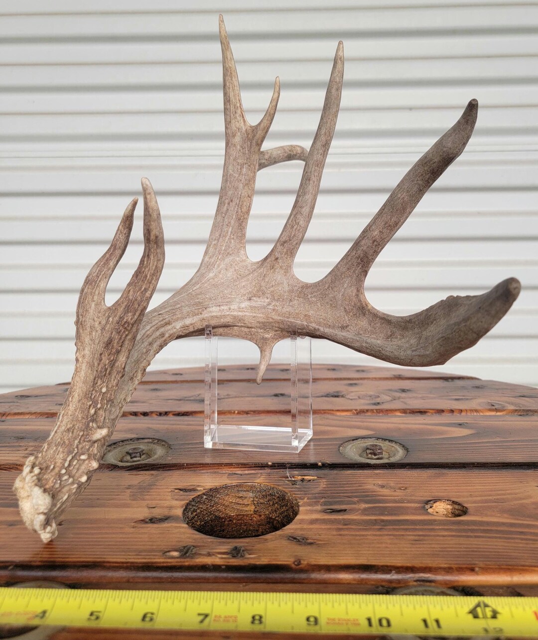 ECCENTRIC, 72"+ Texas Whitetail Antler Shed, Unique and Rare Palmated ...