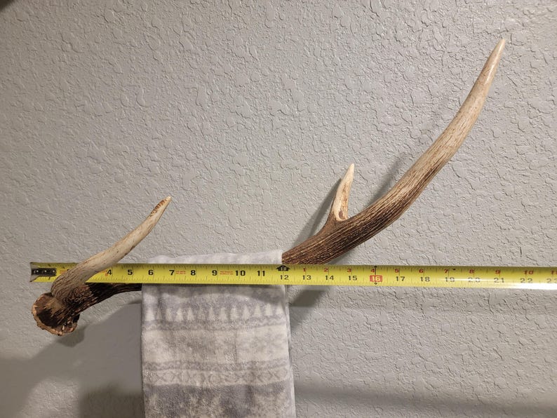 Custom Axis Deer Antler Towel Bar / Rack / Hanger . Unique Gorgeous ...
