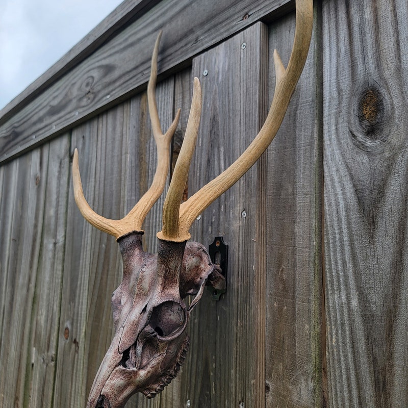 Deer Antler Mount - Etsy