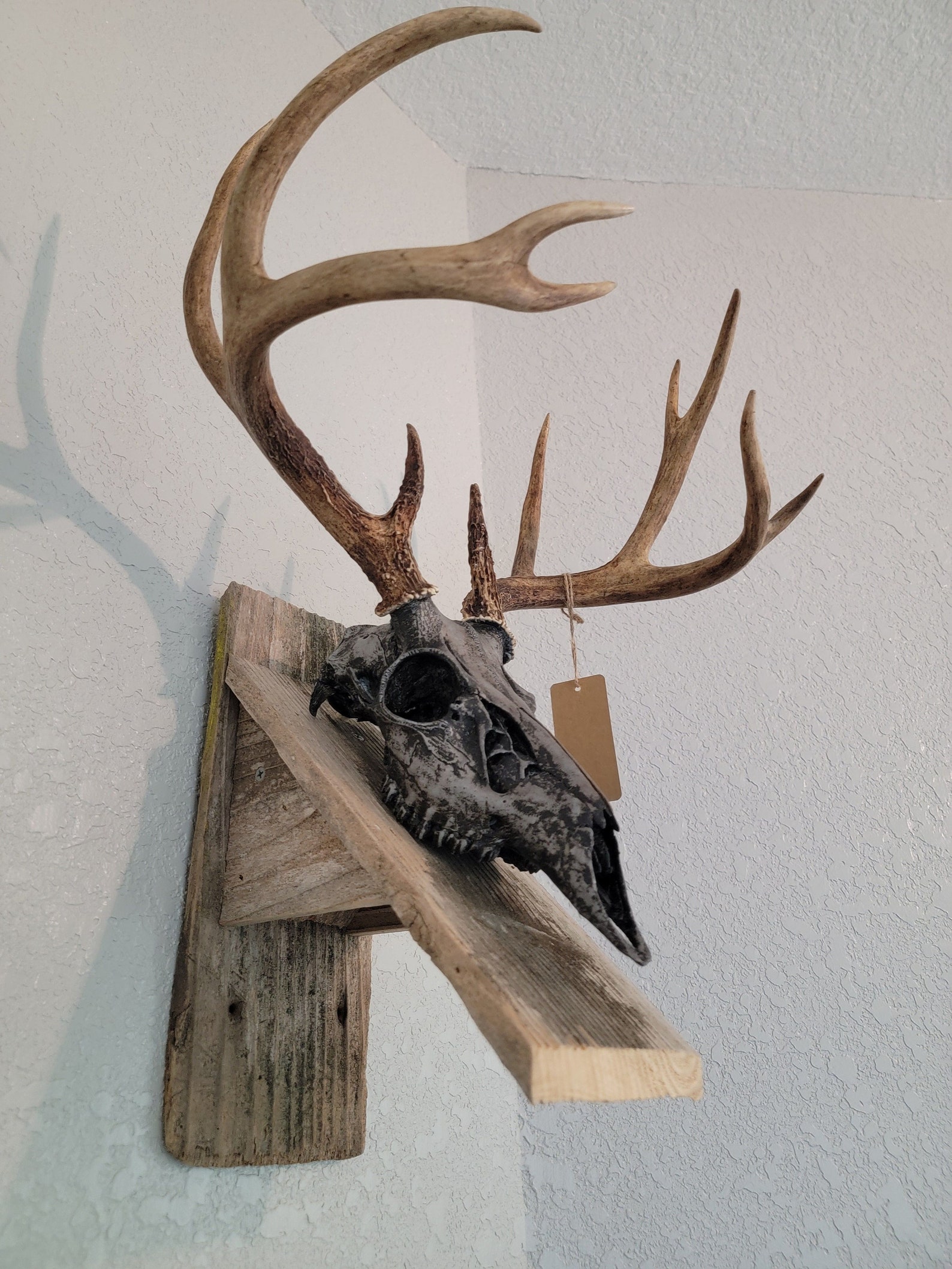 Rustic Cedar Skull Mount Plaque: Interchangeable European Mount Display ...
