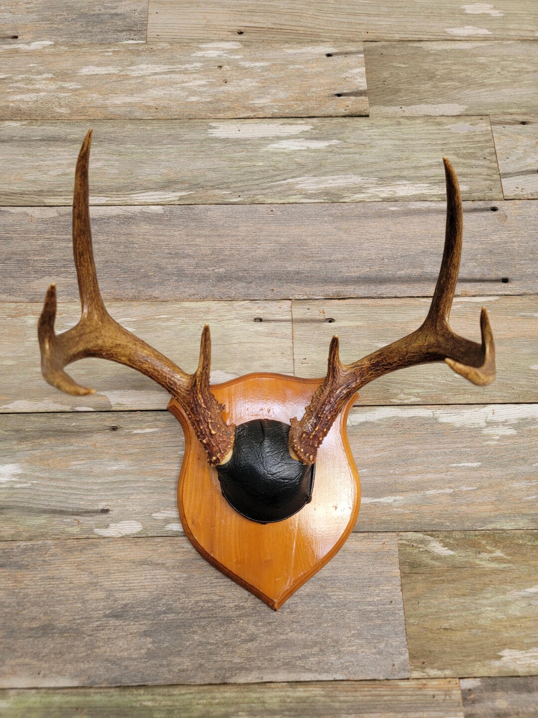 VINTAGE Whitetail Deer 8 Point Antler Mount on a Plaque. Authentic ...
