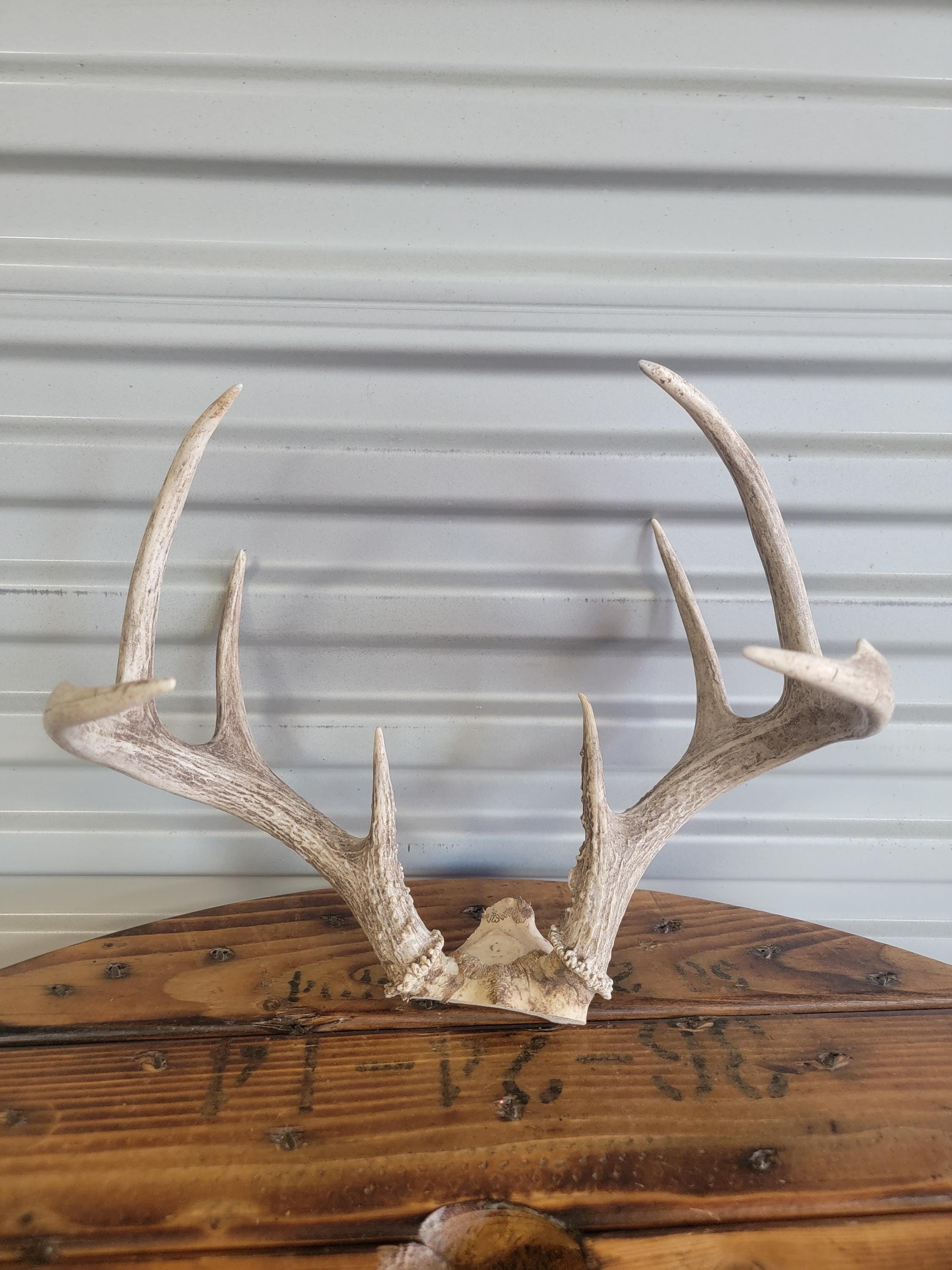 Deer Skull Cap Mount