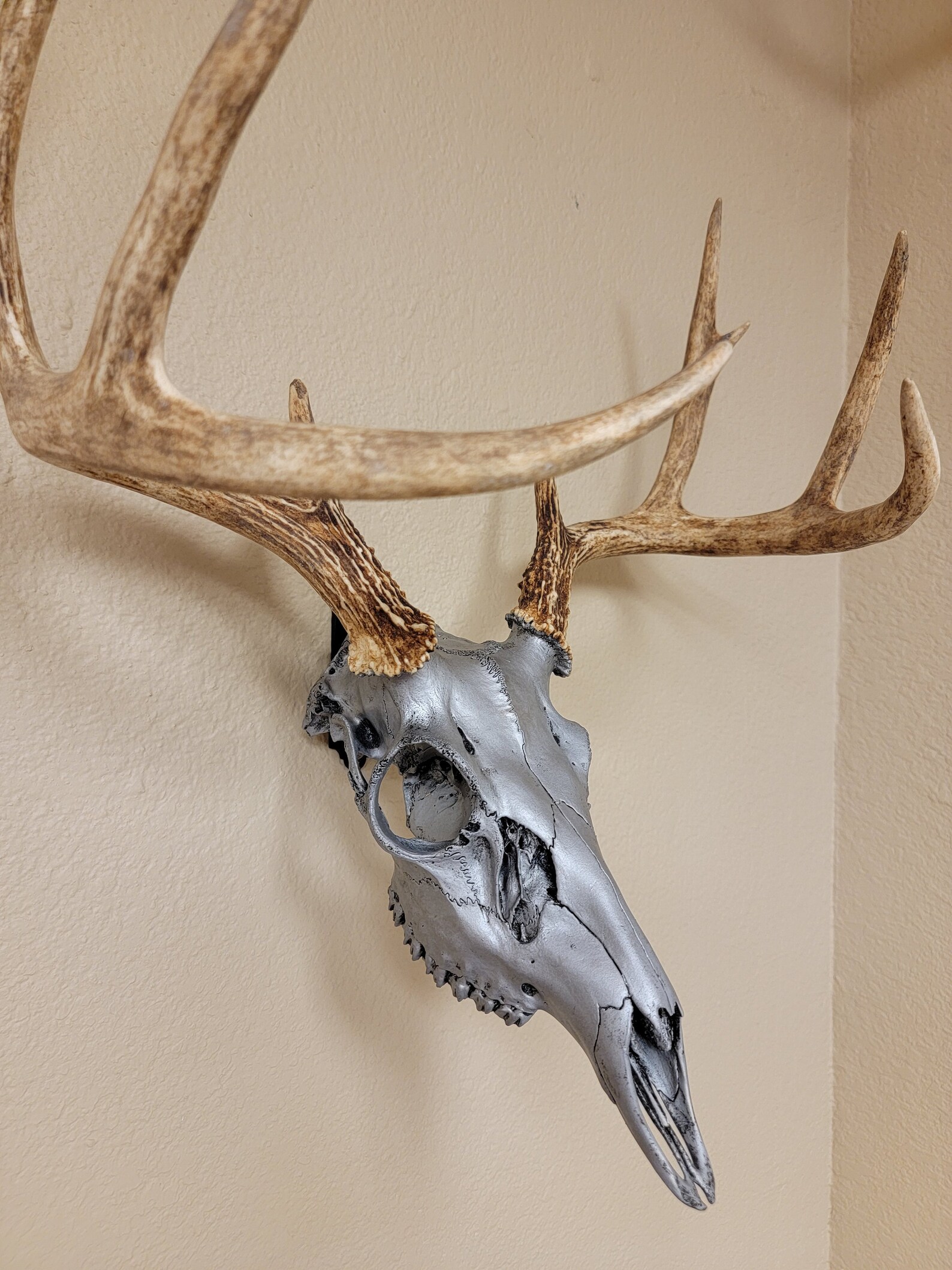 BEAUTIFUL Whitetail Deer Metalized European Mount. Gorgeous 9pt Buck ...