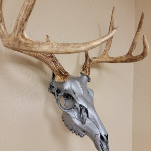 BEAUTIFUL Whitetail Deer Metalized European Mount. Gorgeous 9pt Buck ...