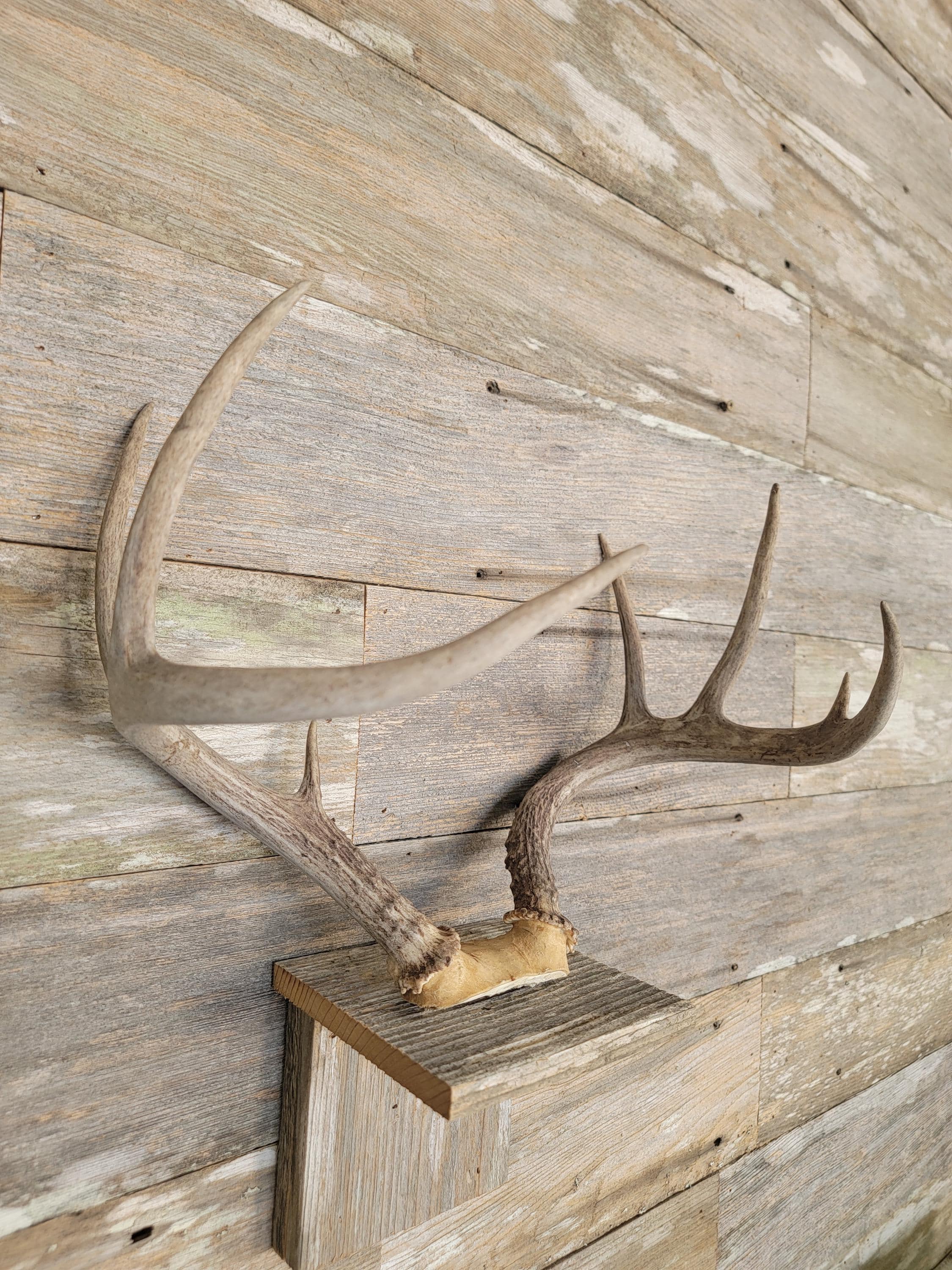 8 Point Whitetail Deer Skull Cap Mount. AUTHENTIC RUSTIC Antlers ...