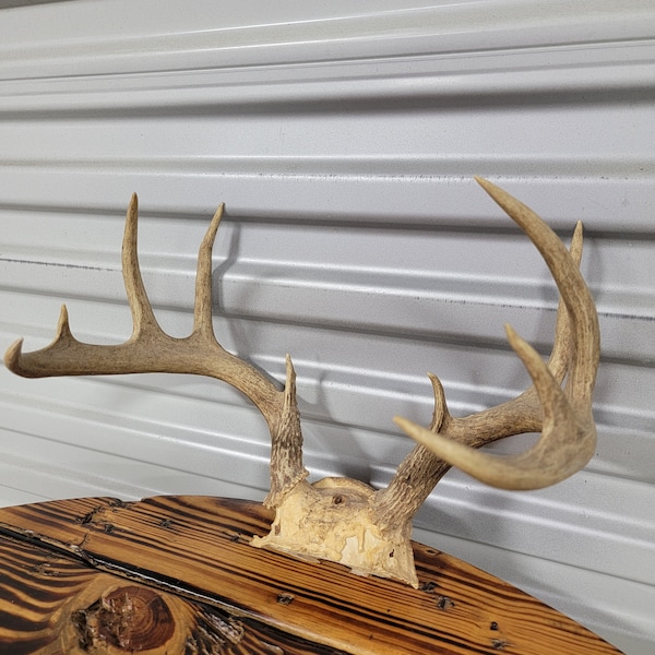 Rustic Deer Skull Wall Decor - Etsy