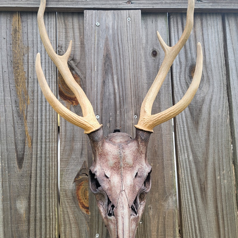 Axis Deer Antler - Etsy