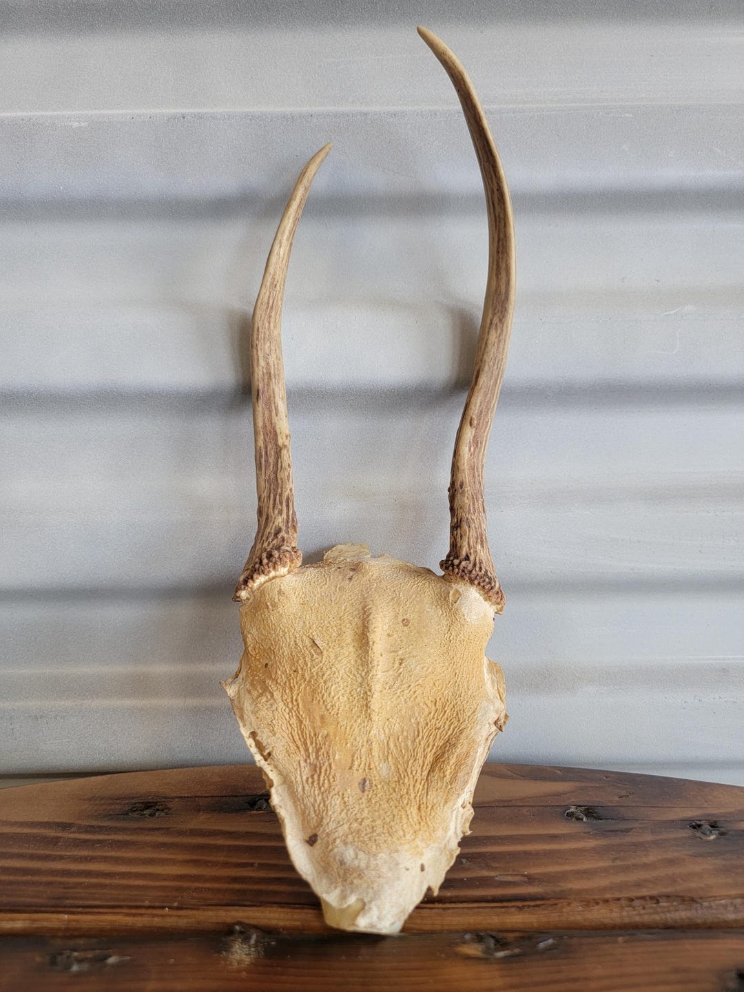 TALL Spike Whitetail Deer Skull Cap Mount. AUTHENTIC RUSTIC Antlers ...