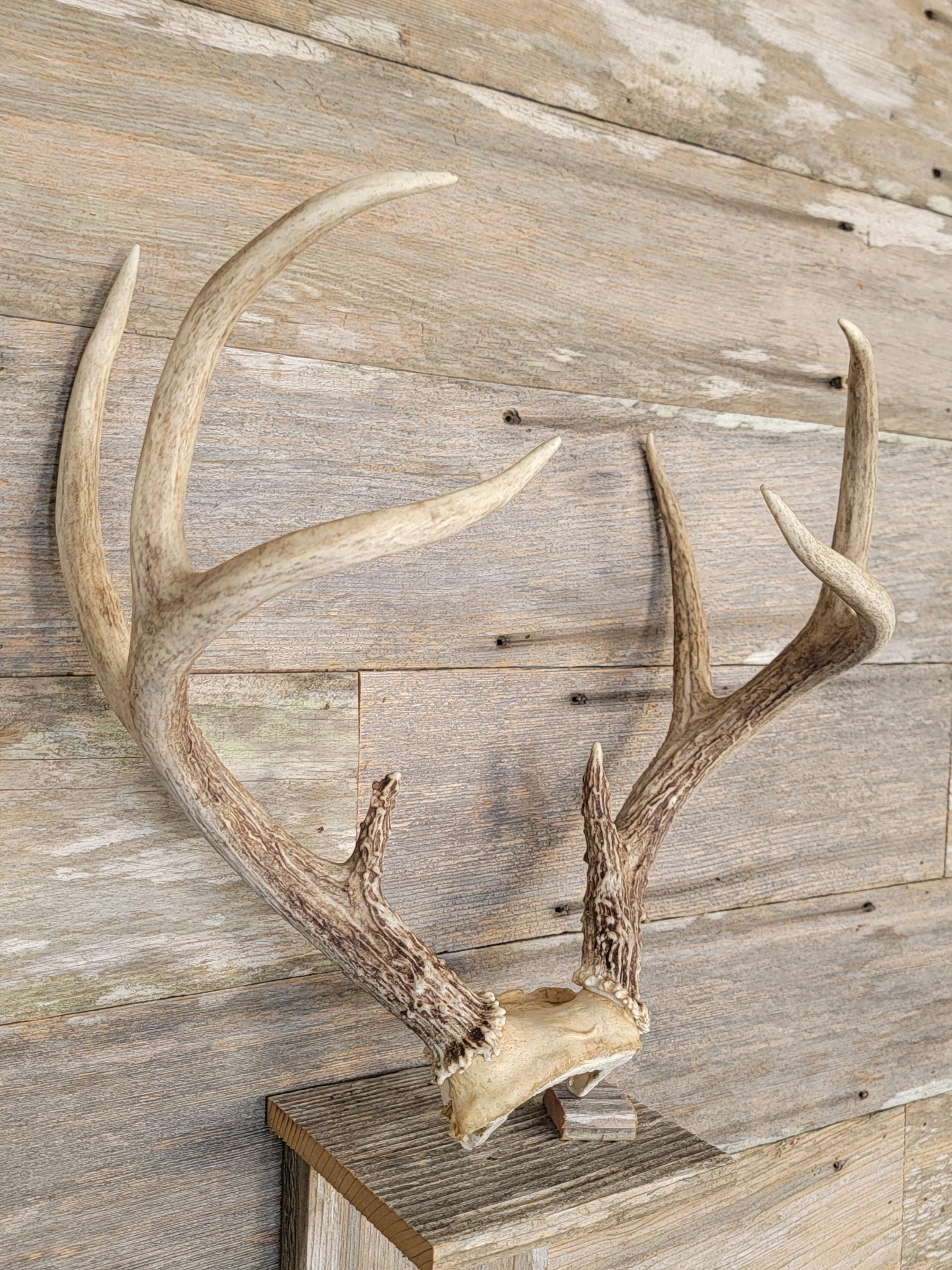 Gorgeous 8 Point Whitetail Deer Skull Cap Mount. AUTHENTIC RUSTIC ...