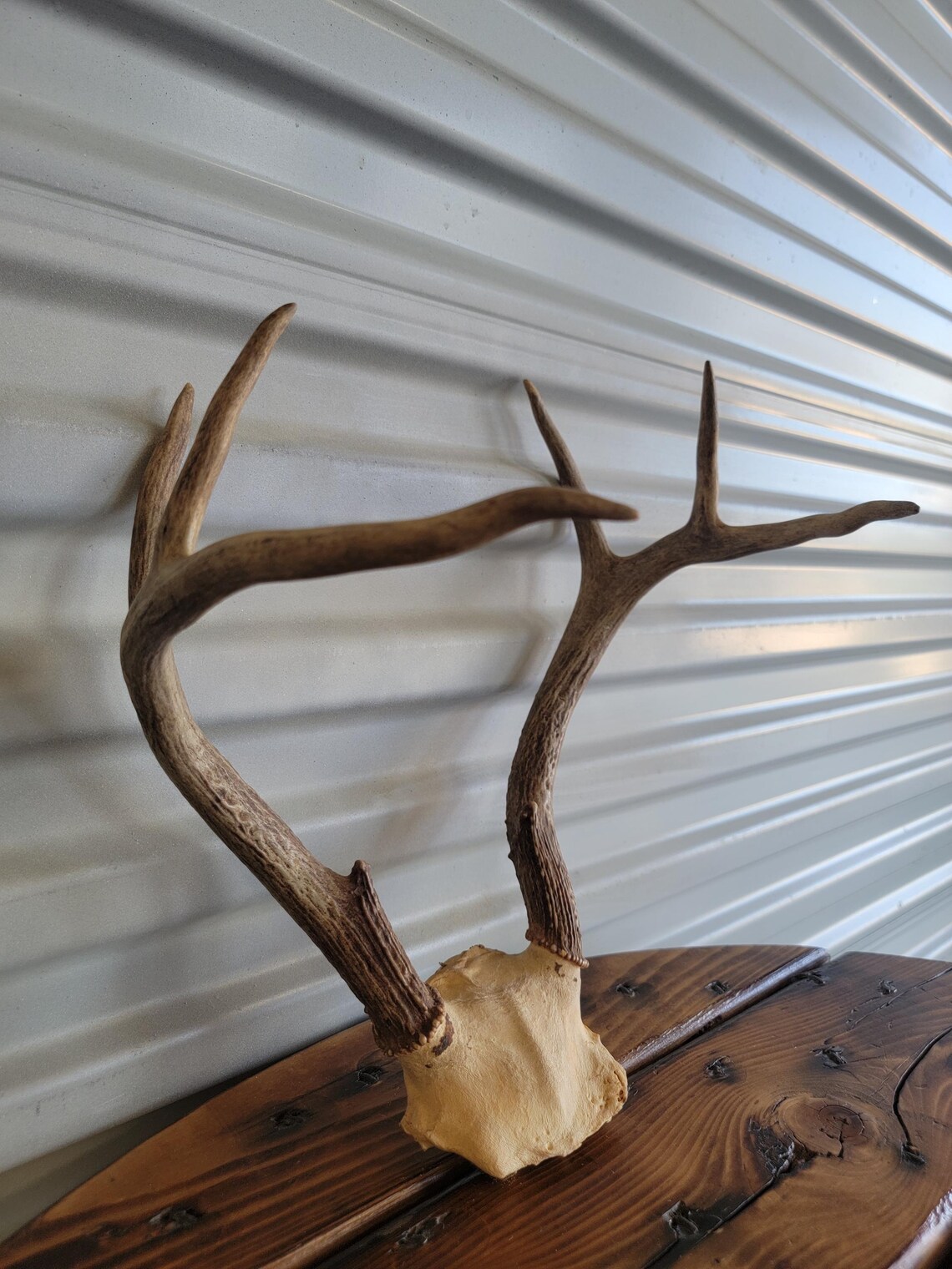 TALL 6 Point Whitetail Deer Skull Cap Mount. AUTHENTIC RUSTIC Antlers ...