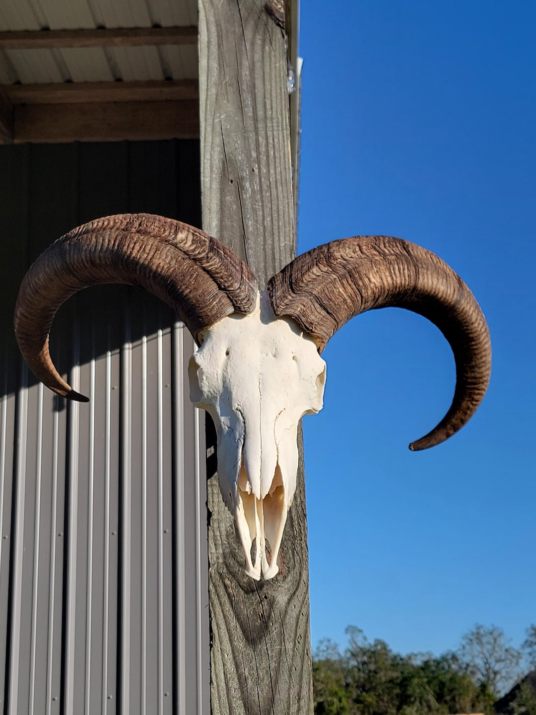 TROPHY Aoudad Sheep European Mount. Gorgeous REAL, Natural 26 Horns ...