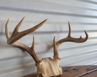 8 Point Whitetail Deer Skull Cap Mount. AUTHENTIC RUSTIC Antlers ...
