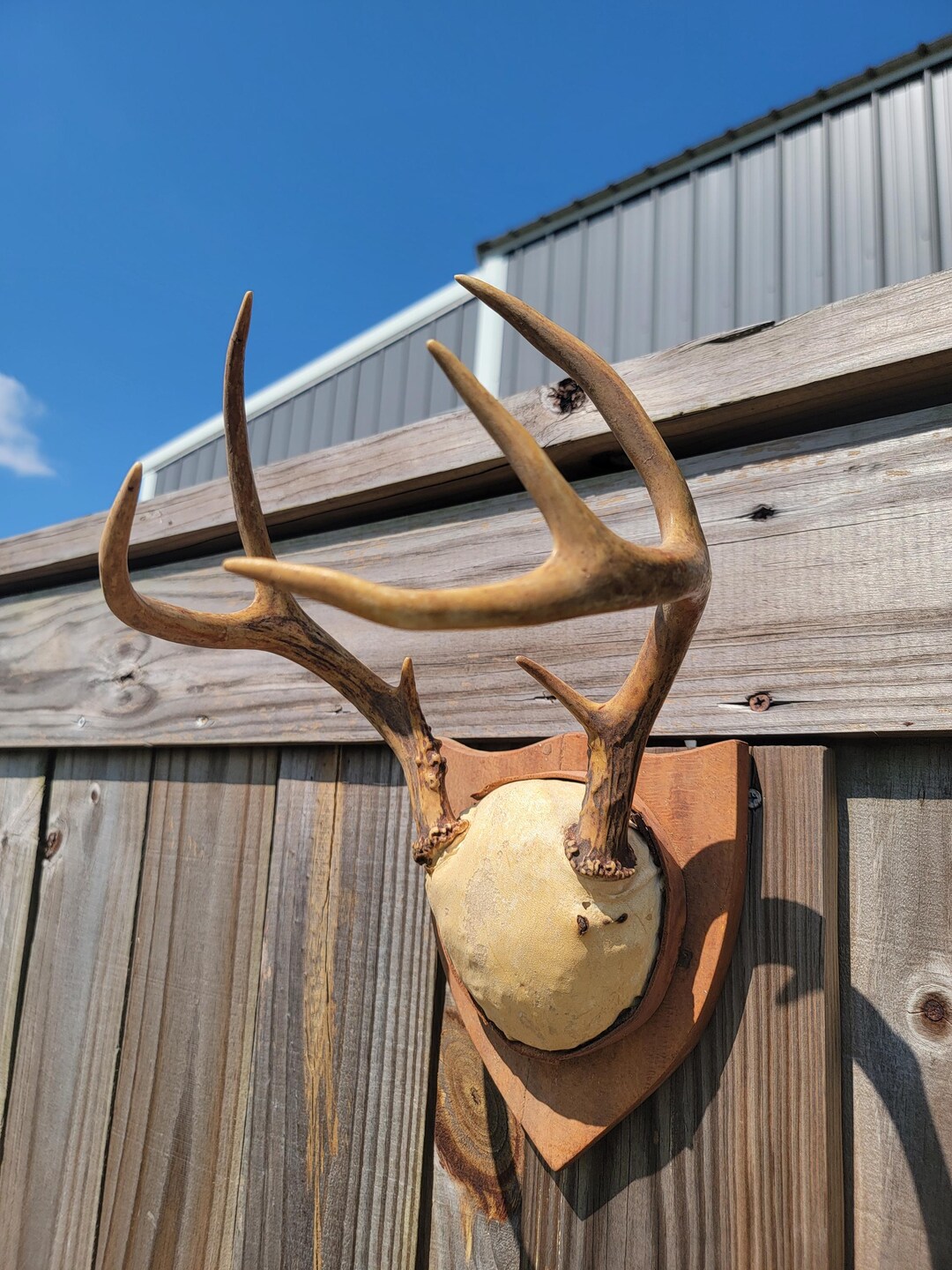 VINTAGE 7 Point Whitetail Antler Mount on Plaque - Etsy