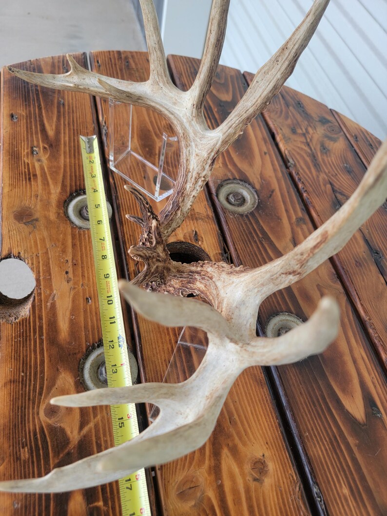 18 Pt Texas Whitetail Deer Antlers, Matching Set, Rare Taxidermy Decor ...
