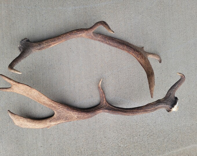 GREAT FIND, Matching Set of Fallow Deer Antlers , Unique and Rare ...