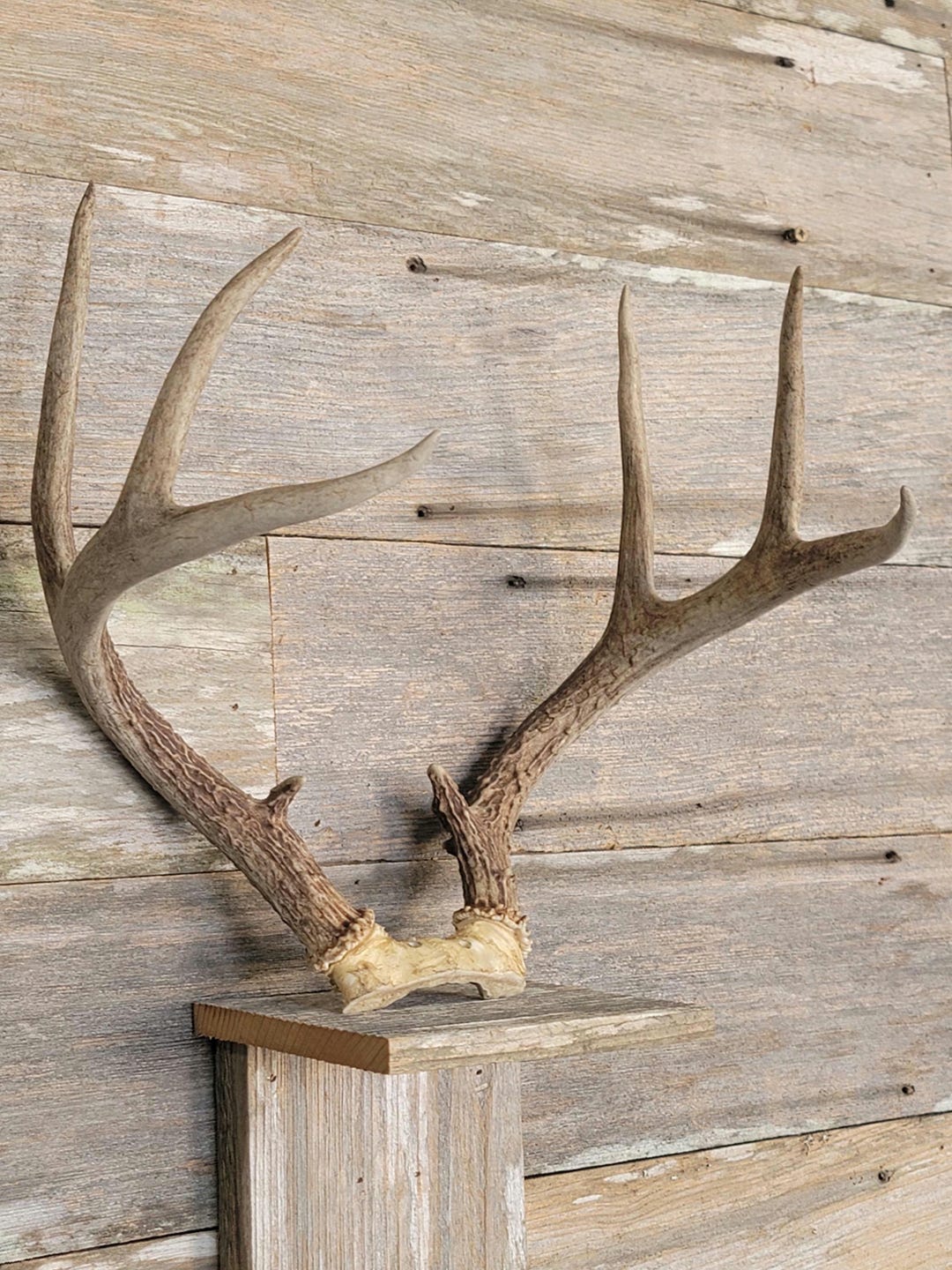 Handsome 8 Point Whitetail Deer Skull Cap Mount. AUTHENTIC RUSTIC ...