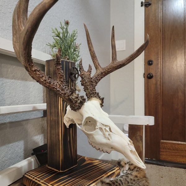 European Mount - Etsy