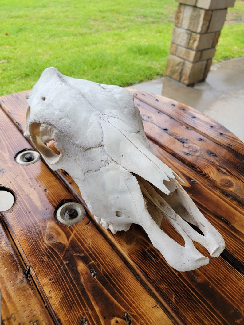 Nature Cleaned REAL Cow Skull. Natural - Etsy