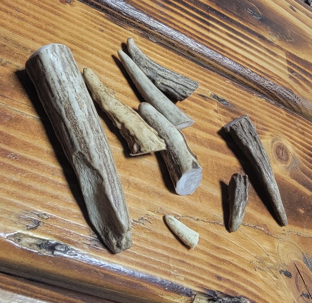 Small Antler Tips for Crafts or Rodent Chews (8), Natural Texas ...