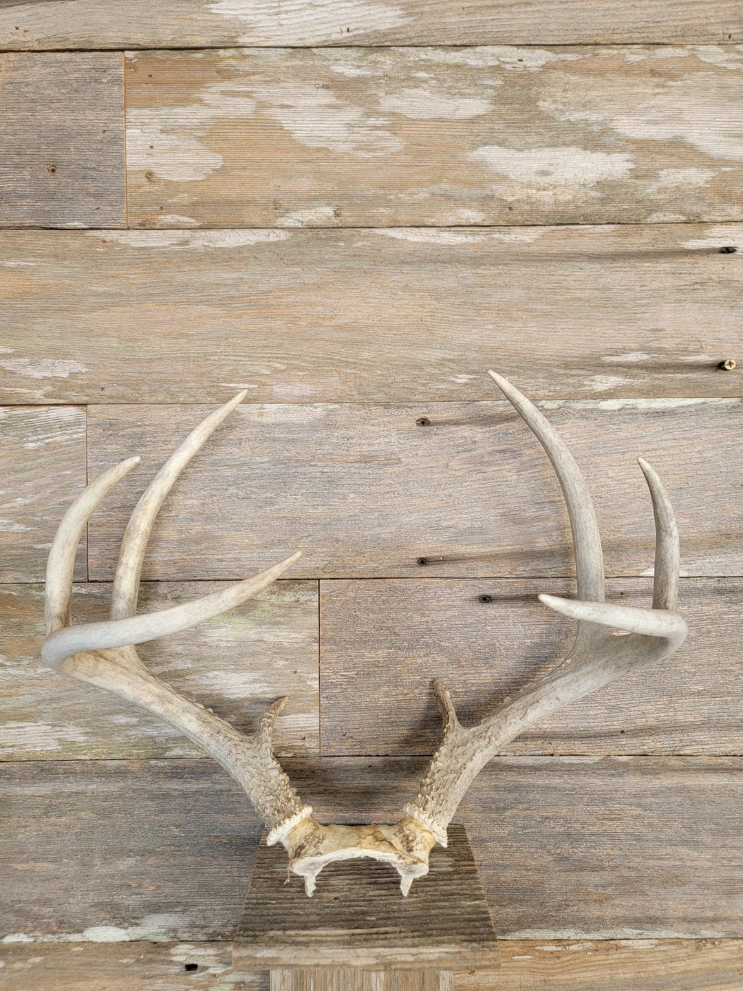 8 Point Whitetail Deer Skull Cap Mount. AUTHENTIC RUSTIC Antlers ...