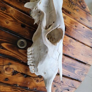 Nature Cleaned REAL Cow Skull. Natural - Etsy