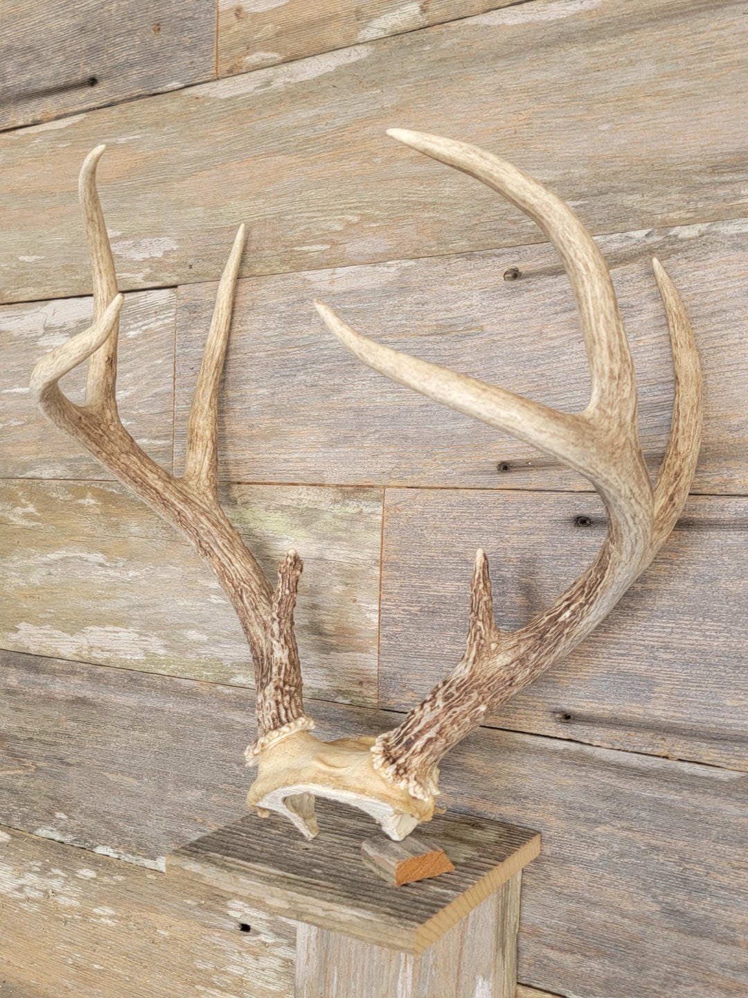 Gorgeous 8 Point Whitetail Deer Skull Cap Mount. AUTHENTIC RUSTIC ...