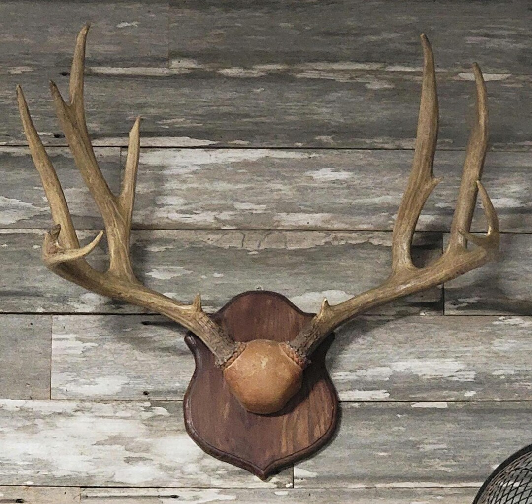 MASSIVE Vintage 7x6 Mule Deer Antler Mount (LARGE). Authentic Rustic ...