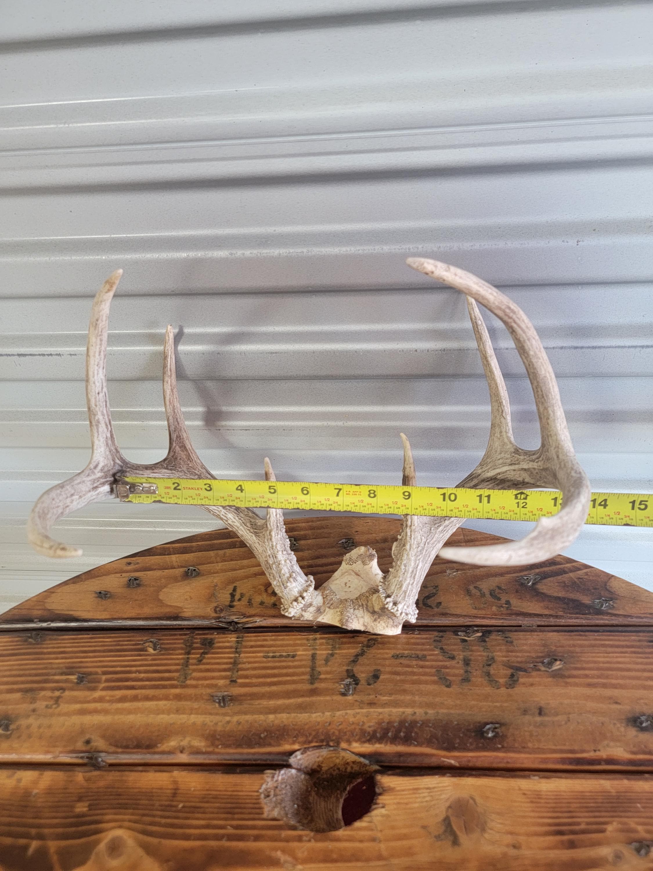 Beautiful 8 Point Whitetail Deer Skull Cap Mount. AUTHENTIC RUSTIC ...