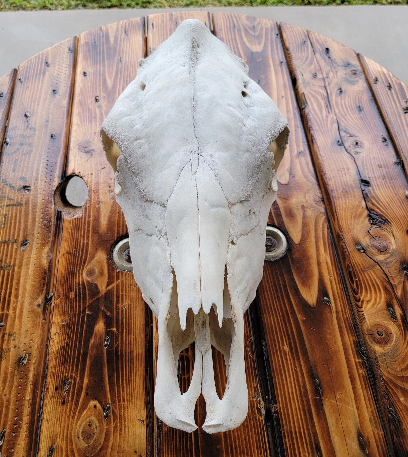 Nature Cleaned REAL Cow Skull. Natural - Etsy