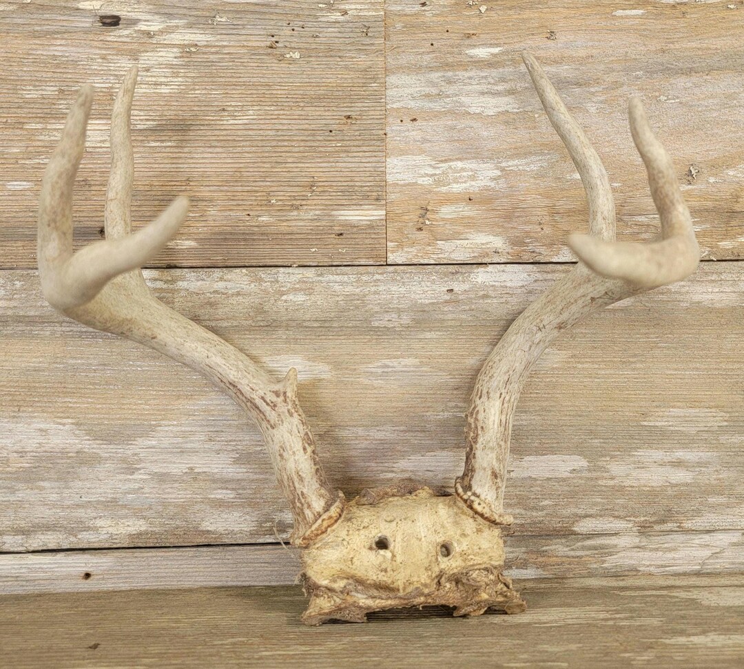 Vintage 7 Point Whitetail Deer Skull Cap Mount. AUTHENTIC RUSTIC ...