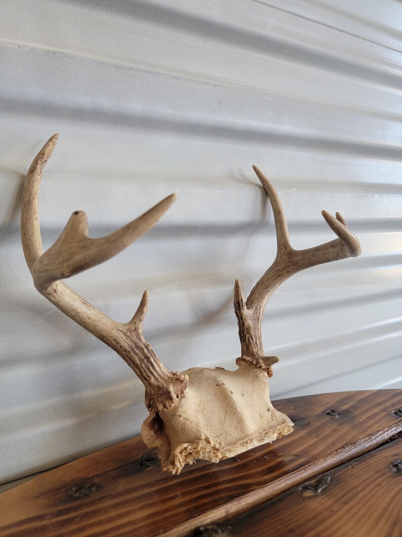 8 Point Whitetail Deer Skull Cap Mount. AUTHENTIC RUSTIC Antlers ...