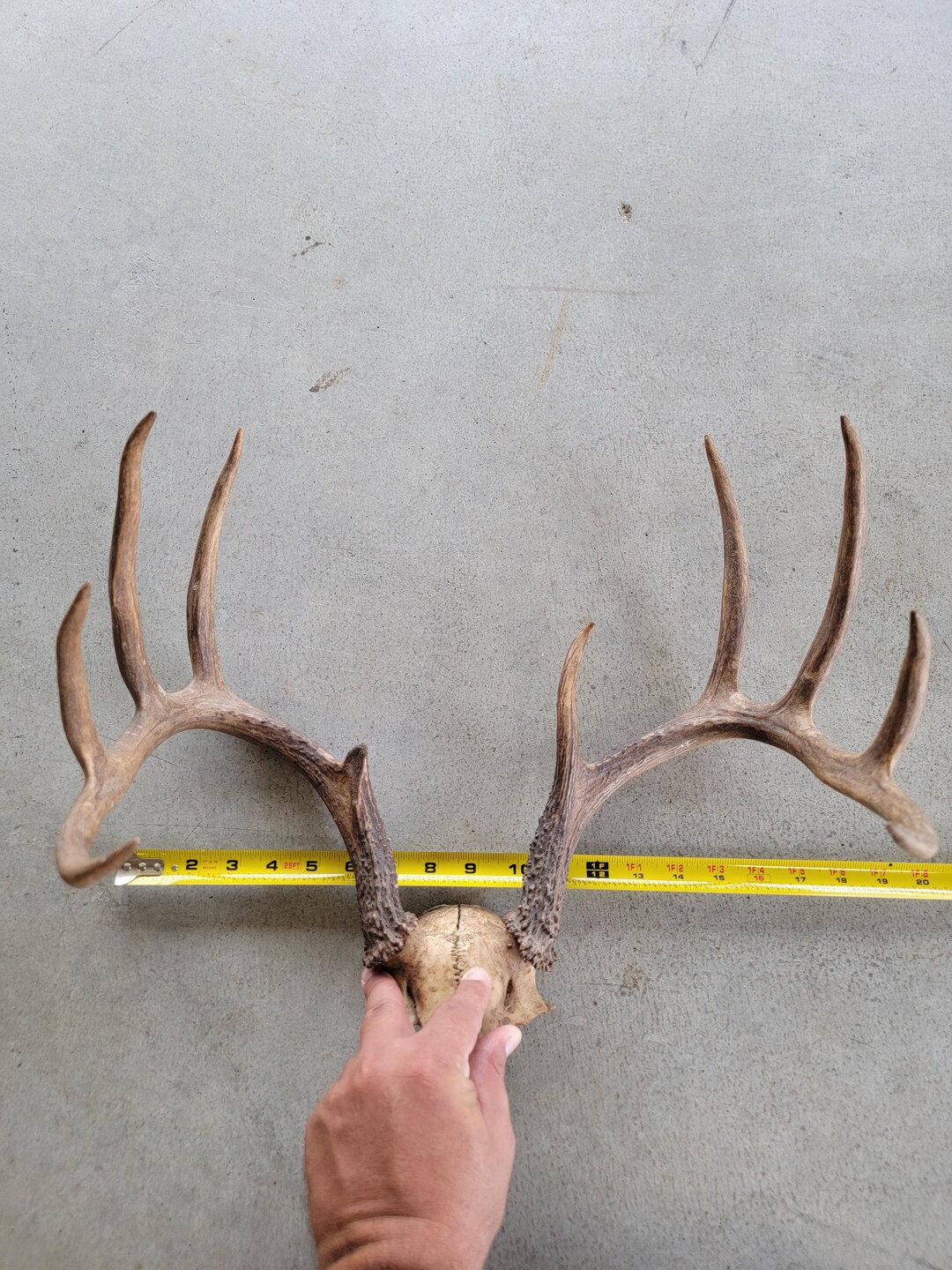 MATCHING Set of Antlers. 10 Point Whitetail Antler Set, Unique ...